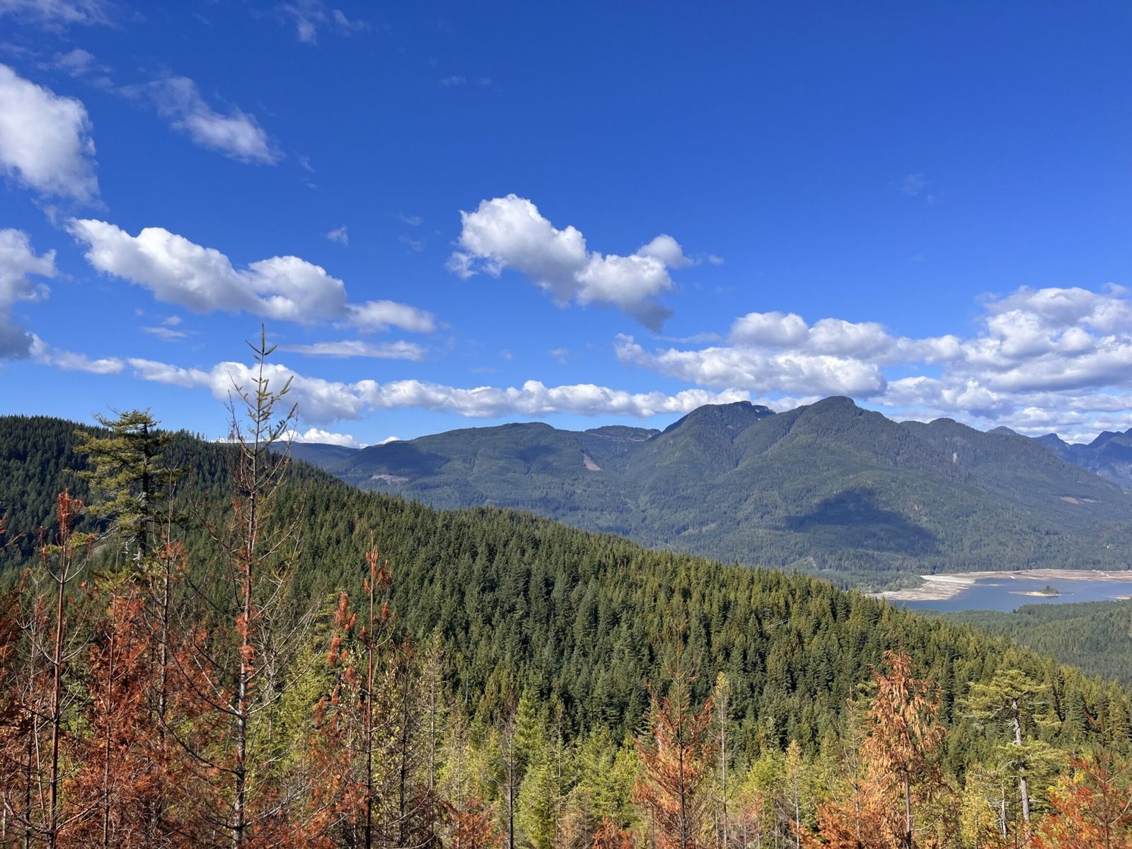 B.C. plants its 10-billionth tree - Surrey News
